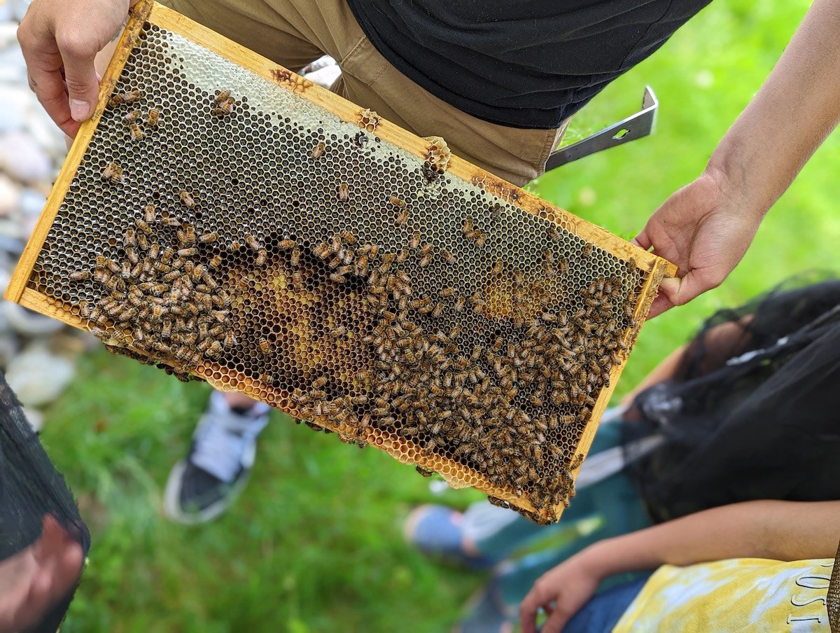 Meet the Bees – King of Prussia District